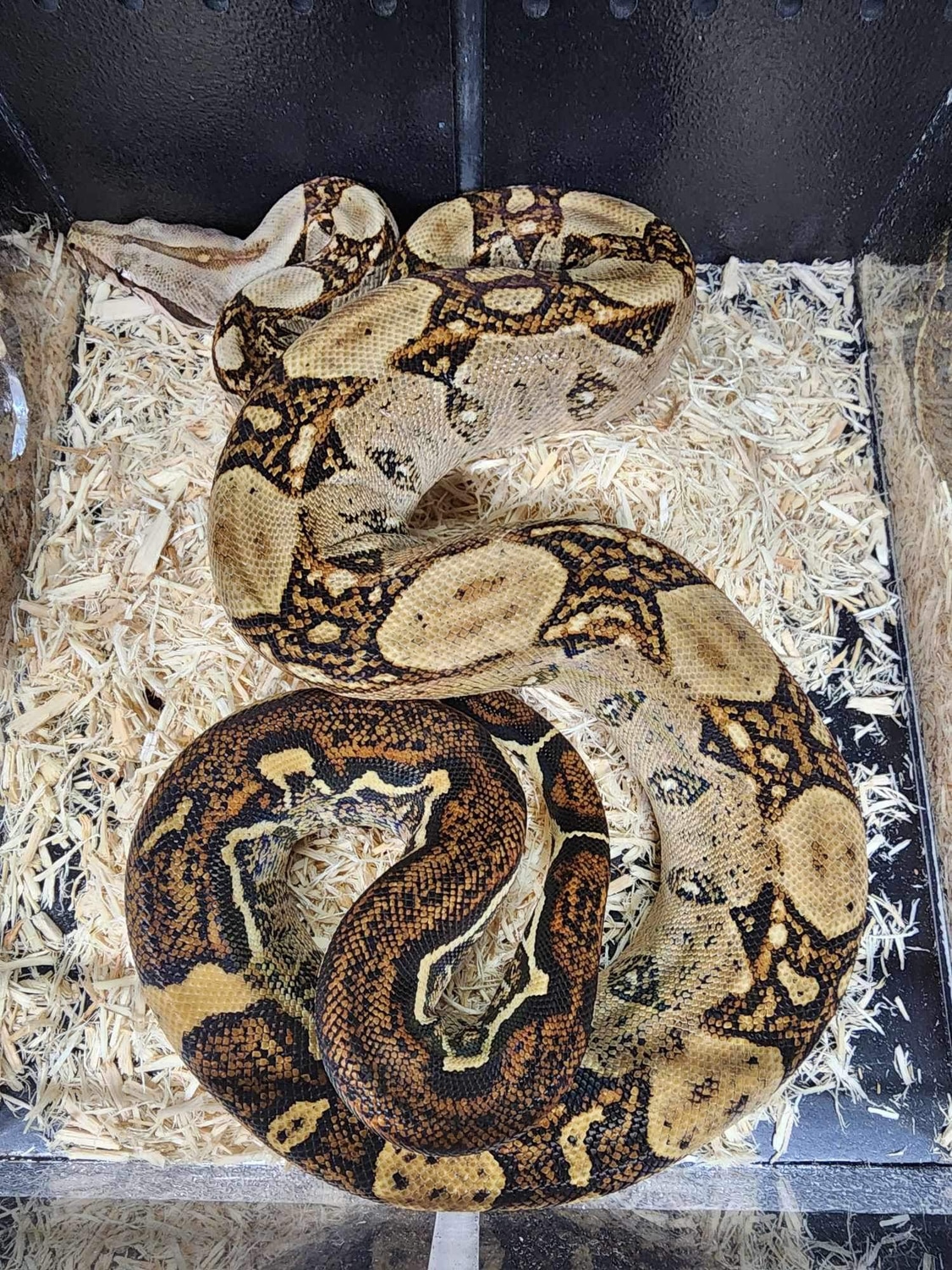 Hypo Het Red Black Eye Anery Columbian Red-tailed Boa (Male) Boa ...