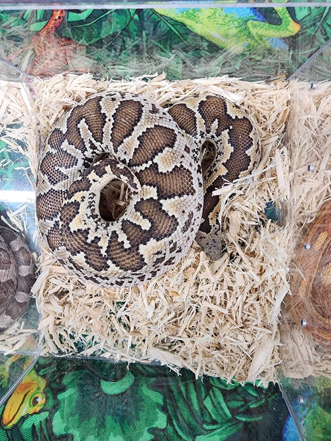 Rough Scale Sand Boa Rough-Scaled Sand Boa by Elite Exotics Buffalo ...