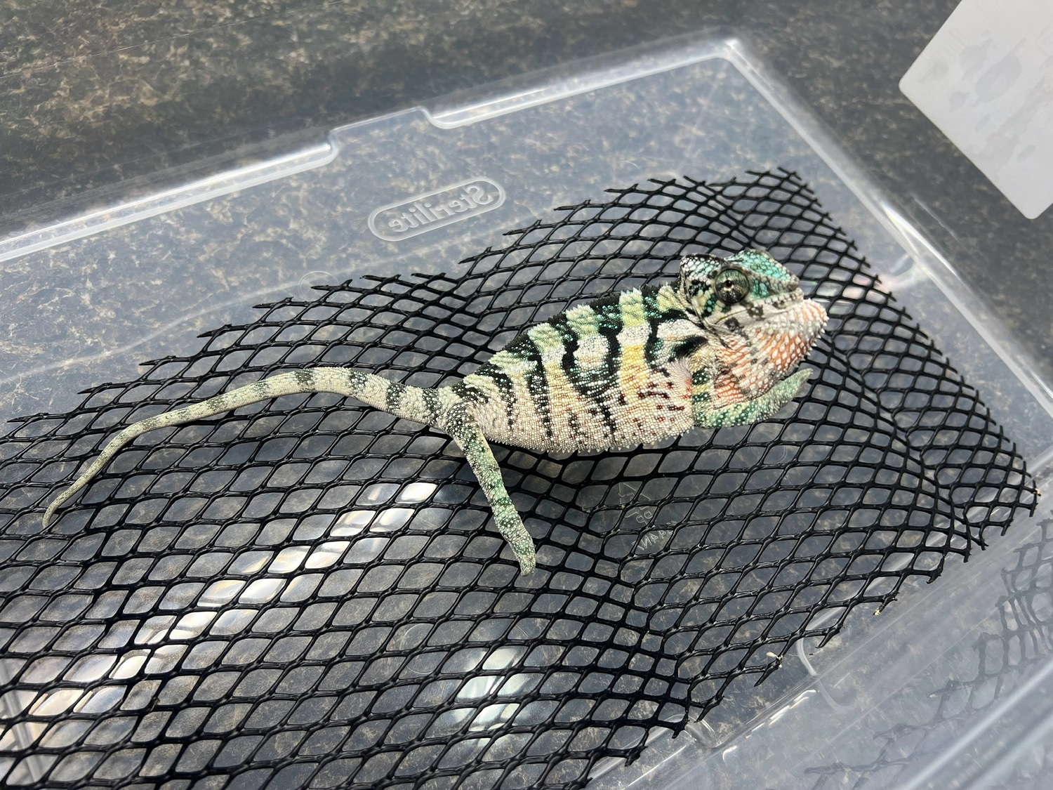 YBBB Ambilobe (Male) Panther Chameleon by Elite Exotics Buffalo ...