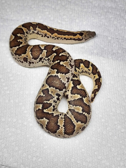 Rough Scale Sand Boa Rough-Scaled Sand Boa by Elite Exotics Buffalo
