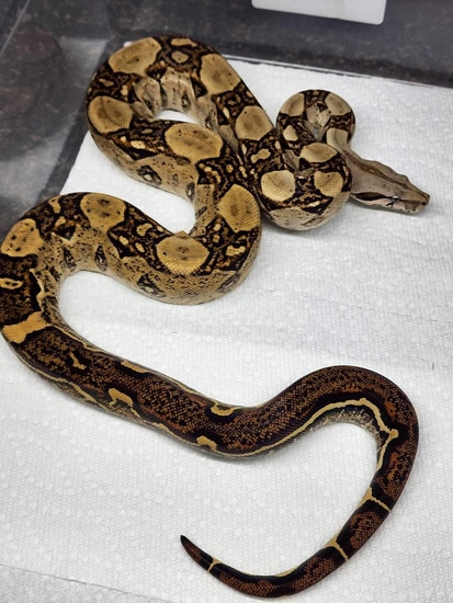 Hypo Het Red Black Eye Anery Columbian Red-tailed Boa (Male) Boa ...