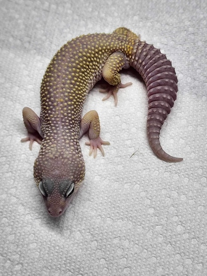 Murphy’s Patternless Leopard Gecko by Elite Exotics Buffalo