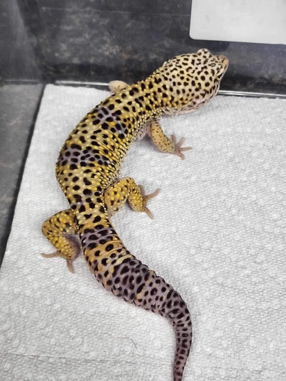 High Yellow Lavendar Leopard Gecko by Elite Exotics Buffalo