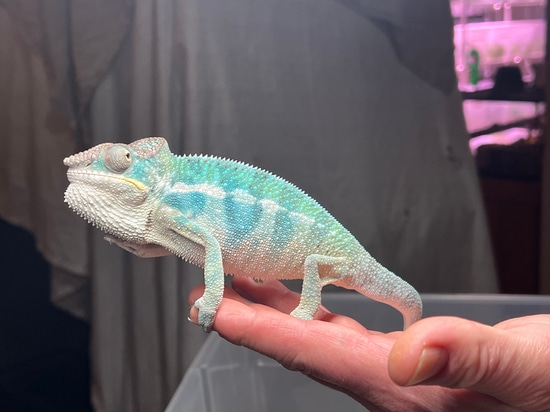Nosy Be X Ambilobe Panther Chameleon by Elite Exotics Buffalo
