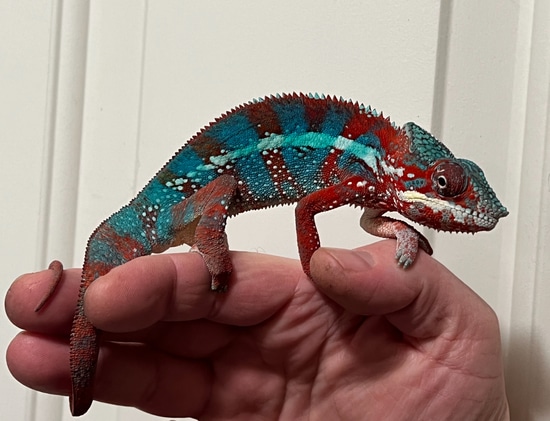 Red Body Blue Bar Ambilobe Panther Chameleon by Elite Exotics Buffalo