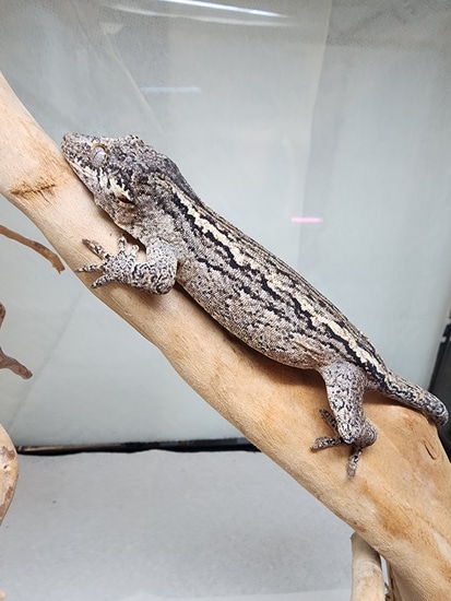 Gargoyle Gecko by Elite Exotics Buffalo