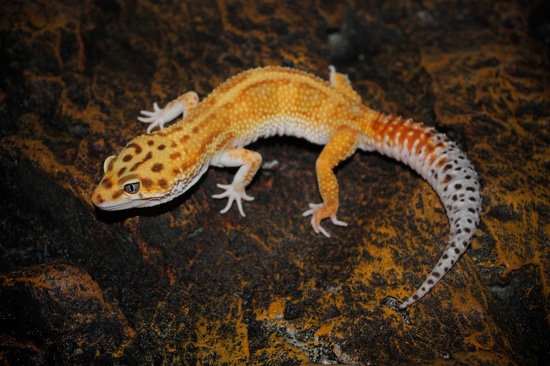 Red Diamond X Copper Het Tremper Leopard Gecko by EliteGeckos