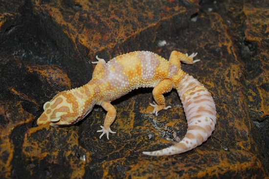 Tremper Pastel Het Eclipse Leopard Gecko by EliteGeckos