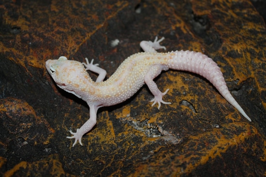 Mack Snow WY Tremper Eclipse 66% Het MP Leopard Gecko by EliteGeckos