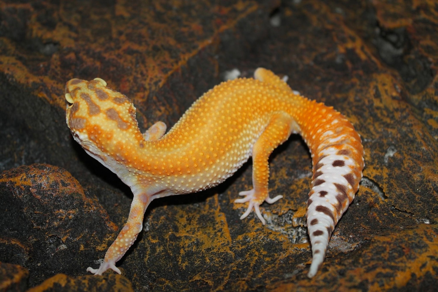 Afgan Tangerine Tremper Leopard Gecko by EliteGeckos - MorphMarket