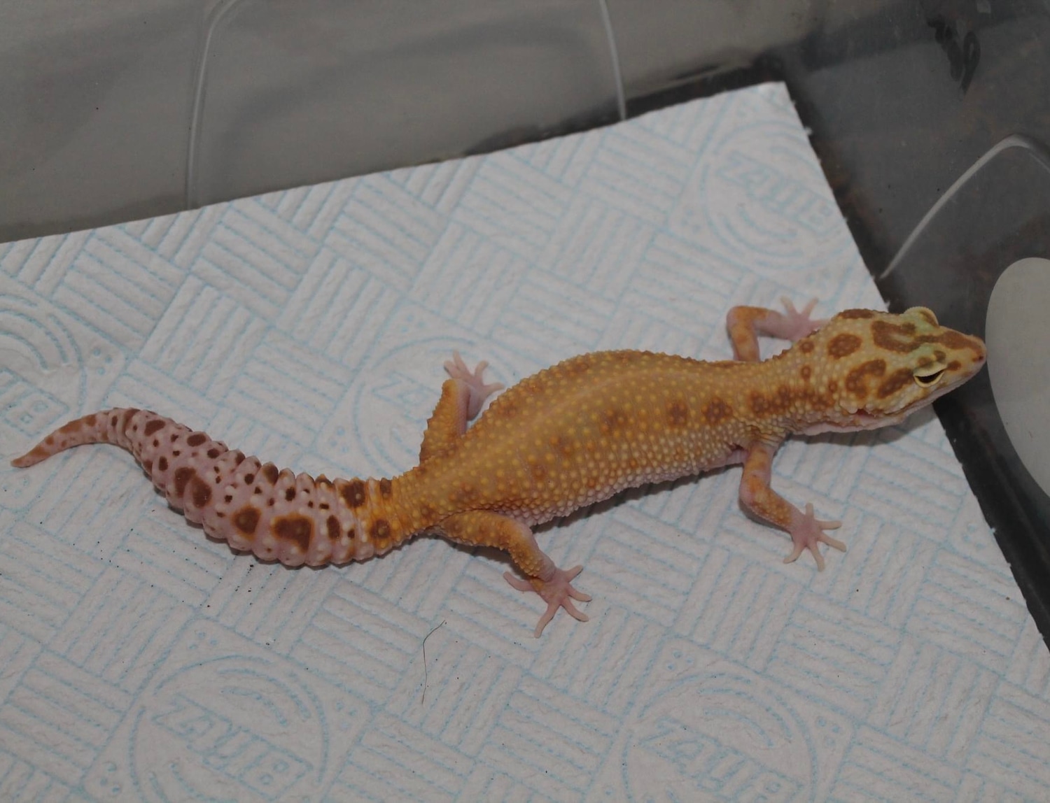 Super Giant Tremper Eclipse Godzilla Leopard Gecko by EliteGeckos ...