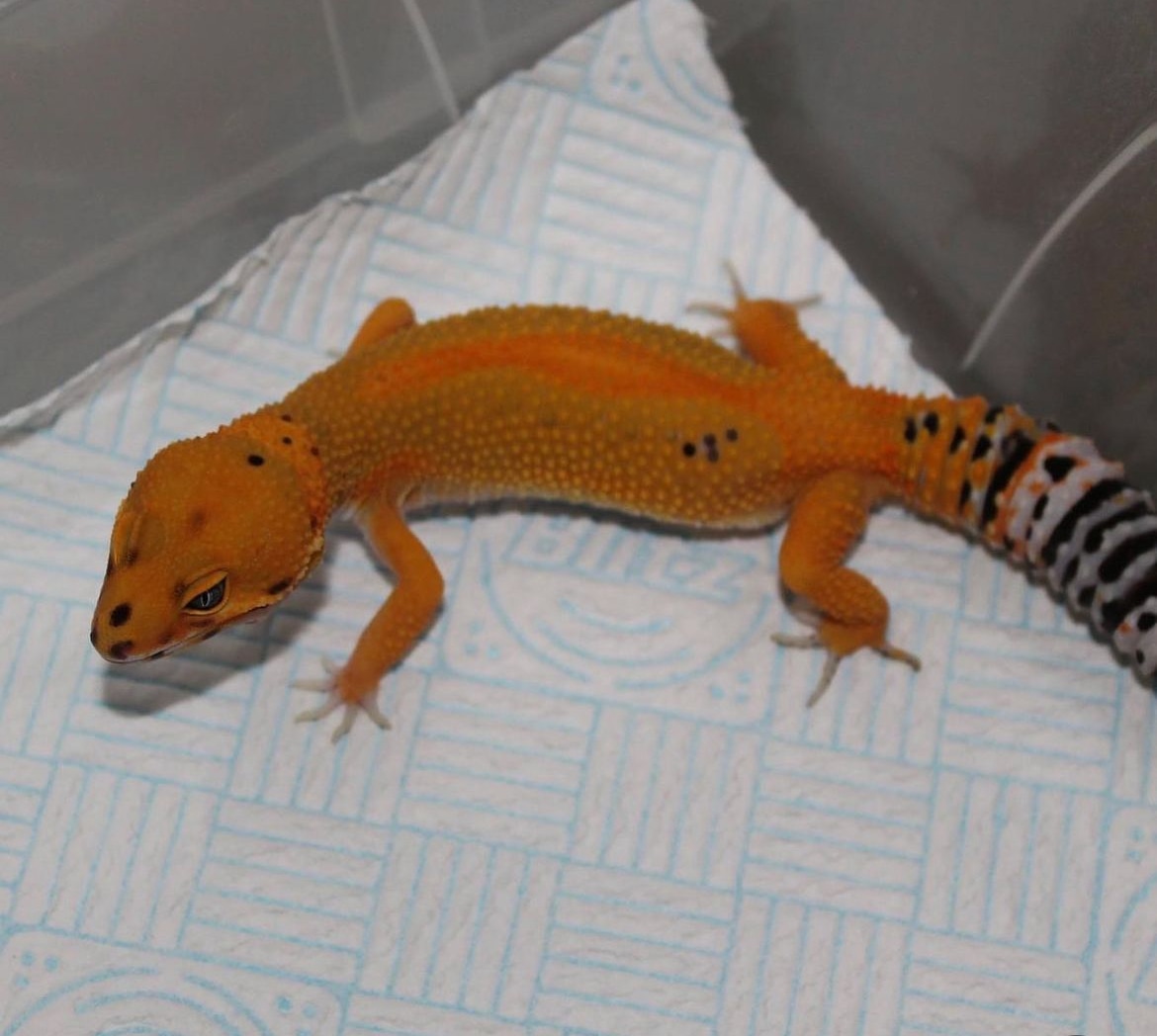 Gnt X Gl X Electric Ph Raptor Leopard Gecko by EliteGeckos - MorphMarket