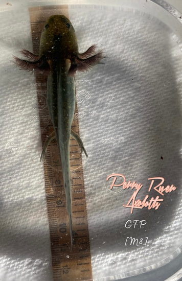 4” GFP Melanoid Axolotl by Perry River Axolotls