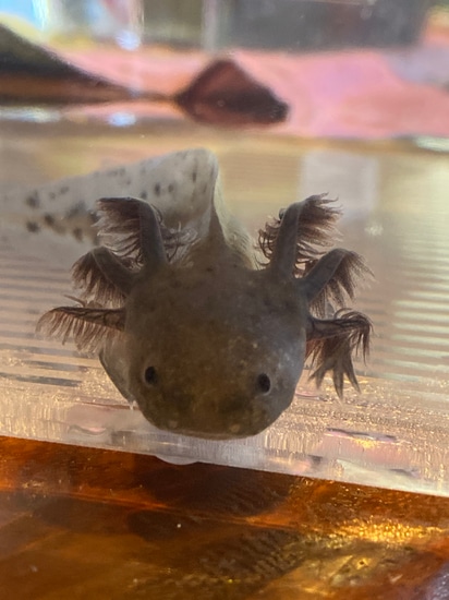 4” Melanoid Axolotl by Perry River Axolotls