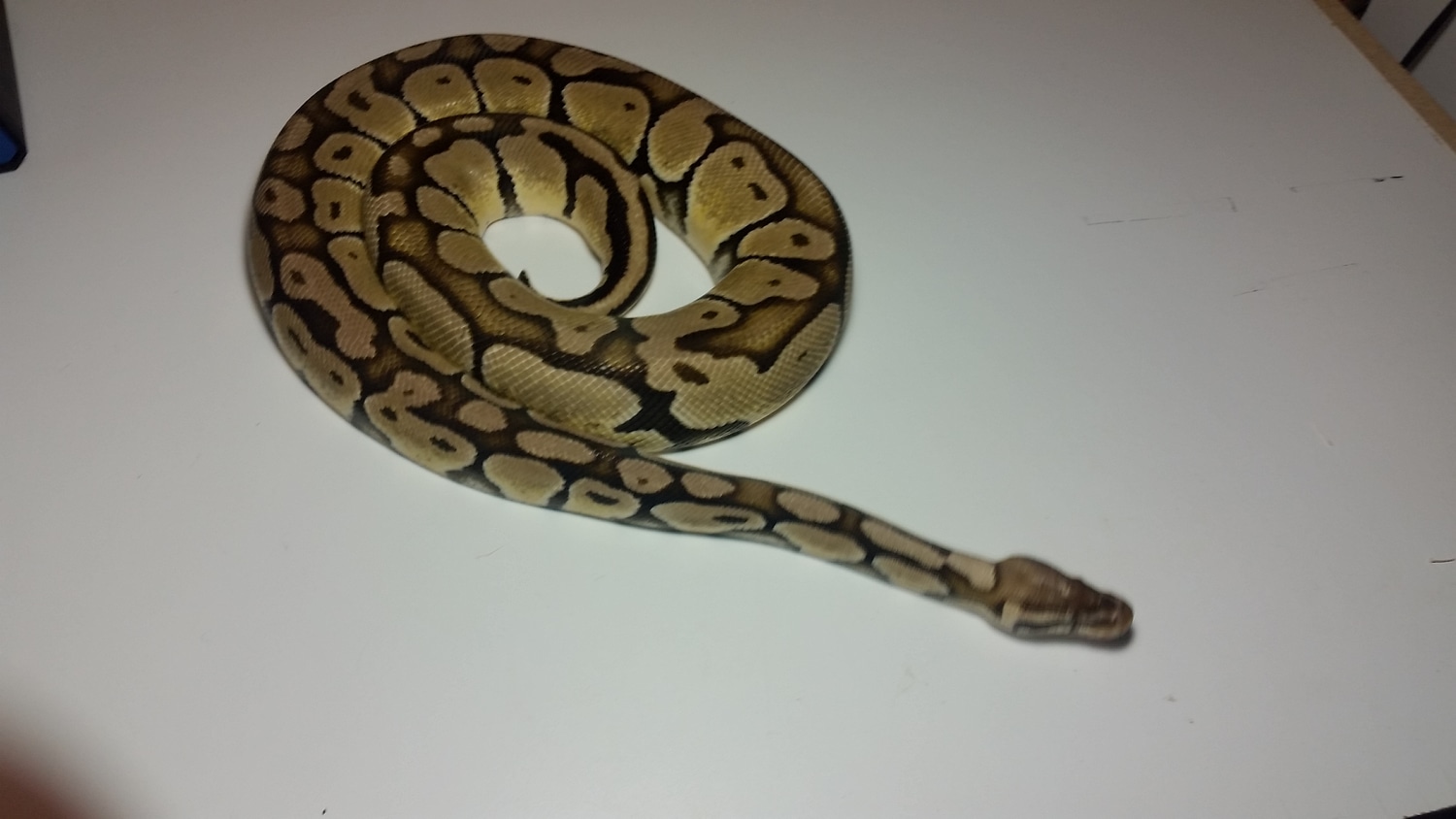 Pastel Het Albino Ball Python by Elevation Exotics - MorphMarket