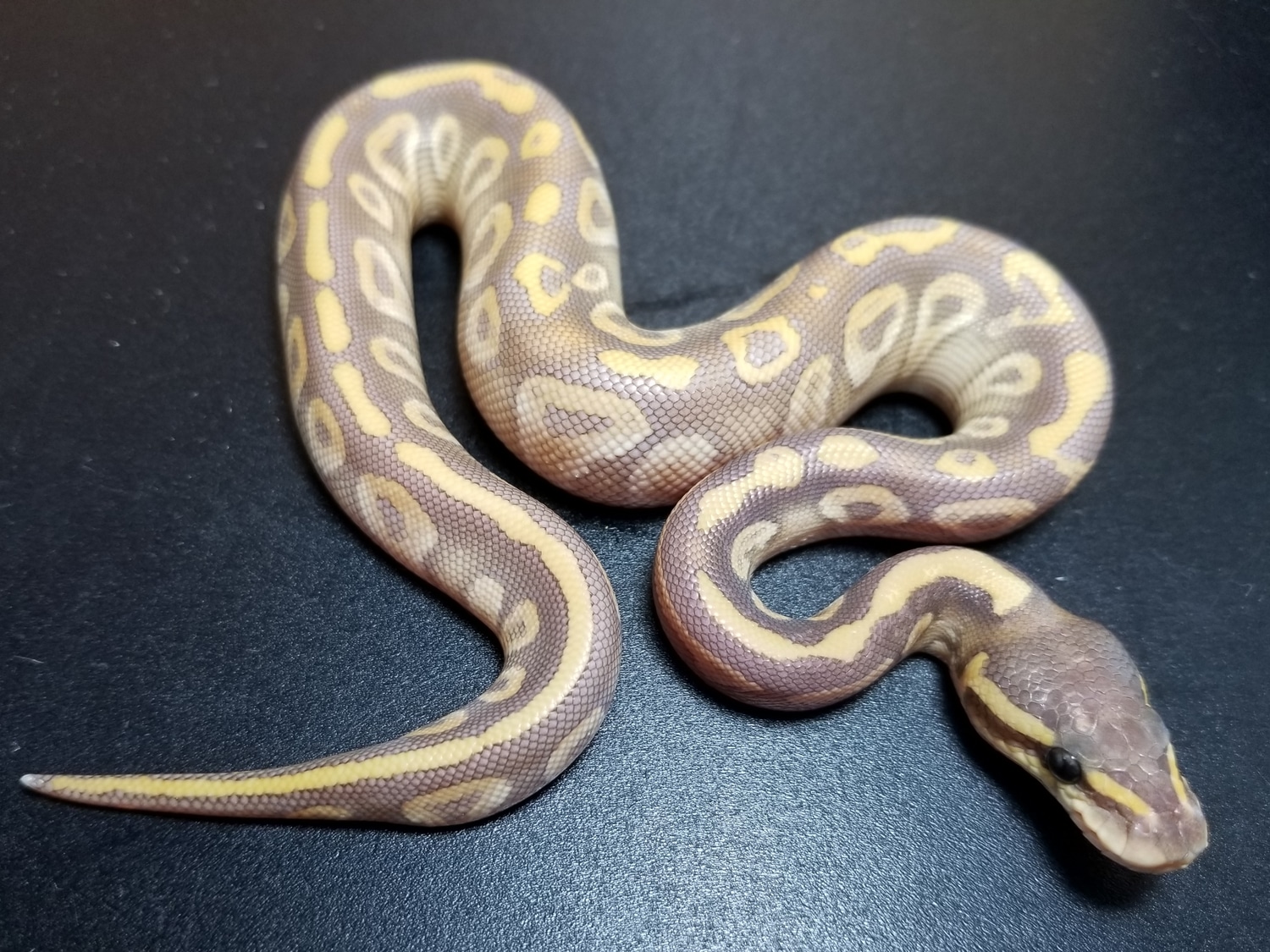 Phantom Crystal Ball Python by Elevation Exotics - MorphMarket