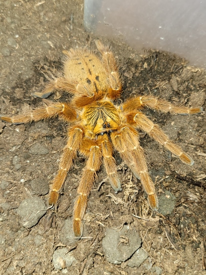 Pterinochilus Murinus (Orange Baboon / OBT) 3" Molt Sexed Female ...
