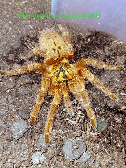LOT Of 20 X Pterinochilus Murinus (OBT/ Orange Baboon) 0.75" 3rd Molt ...