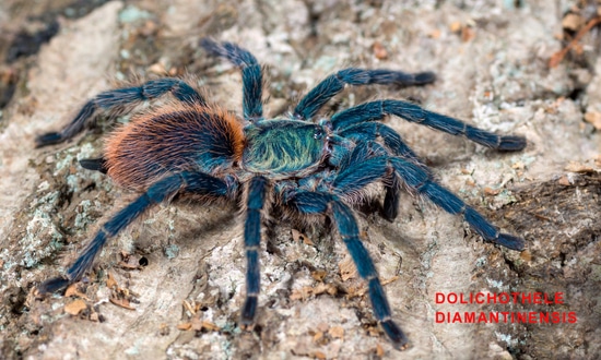 Dolichothele Diamantinensis (Brazilian Blue Dwarf Beauty) 1.25 ...
