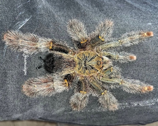 Avicularia Rufa (Yellow-Banded Pinktoe) 0.75" 3rd Molt Sling Tarantula ...