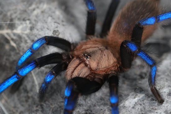 Birupes Simoroxigorum (Borean Neon-Blue Leg) 0.75" 3rd Molt Sling ...