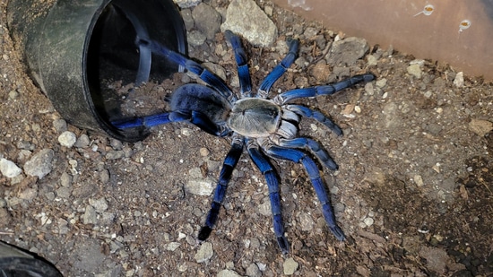 Cyriopagopus Lividus (Cobalt Blue) 2" Juvenile Tarantula by Ella's Spiders