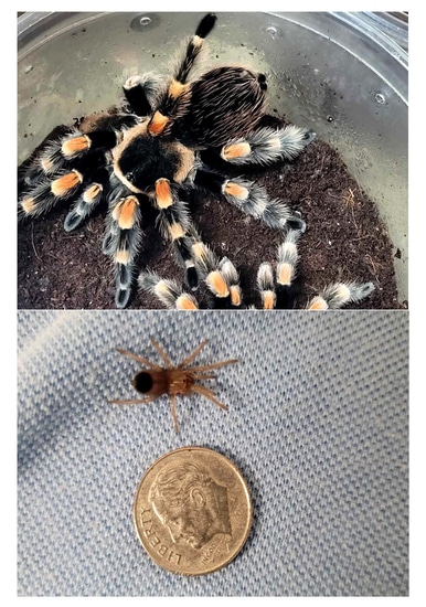 Brachypelma Hamorii (Mexican Redknee) 0.75" Sling (Approximately The ...