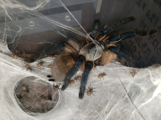 Lot Of 10 X Monocentropus Balfouri (Socotra Island Blue Baboon) 0.5". Tarantula by Ella's Spiders