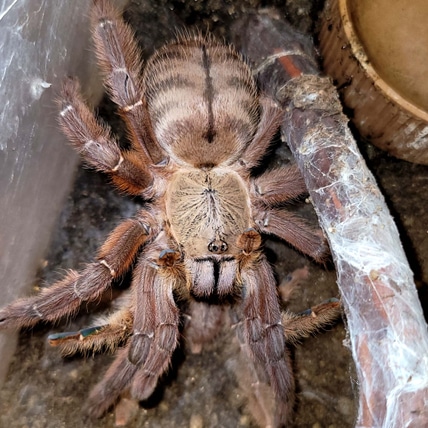 Ella's Spiders - MorphMarket