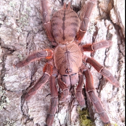 Ella's Spiders - MorphMarket