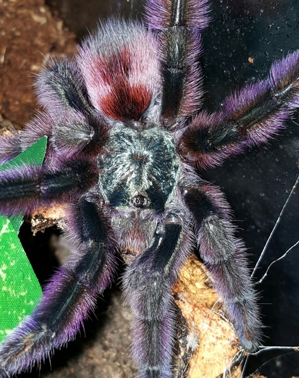Caribena Versicolor (Antilles Pinktoe) 0.75-1" 3rd Molt Sling Tarantula ...