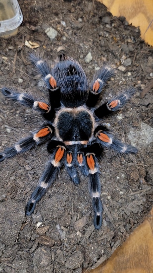 Adult Female Brachypelma Auratum (Flame Knee) Tarantula by Ella's Spiders