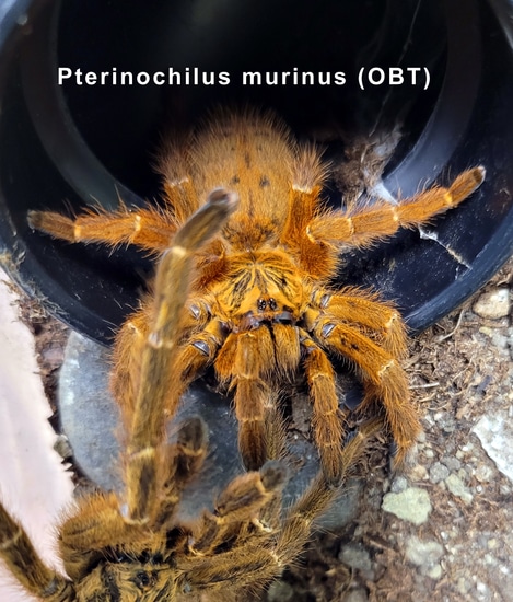 1.5-2" OBT (Prerinochilus Murinus/Orange Baboon) Female Tarantula by ...