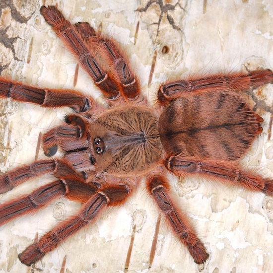 LOT Of 20 X Phormingochilus Sp Rufus (Peach Earth Tiger) 0.75" 2nd Molt ...