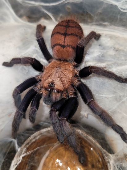 1.75-2" FEMALE Chilobrachys Fimbriatus (Indian Violet) Tarantula by ...