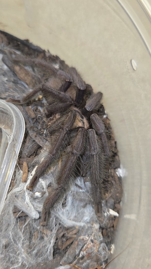Orphnaecus Sp. Quezon Blue MM Tarantula by Ella's Spiders