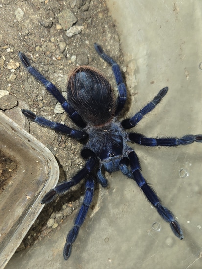 4" Lasiocyaneo Sazimai (Pterinopelma Sazimai / Brazilian Blue ...