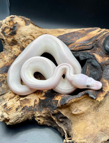 Lesser Mojave (BEL) Ball Python by Ellie's Snake Pit