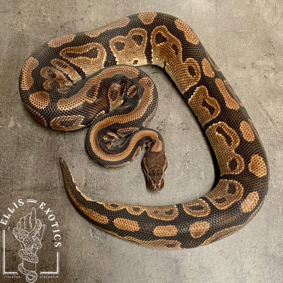 Male Double Het Candy Pied - FREE SHIPPING Ball Python by Ellis Exotics