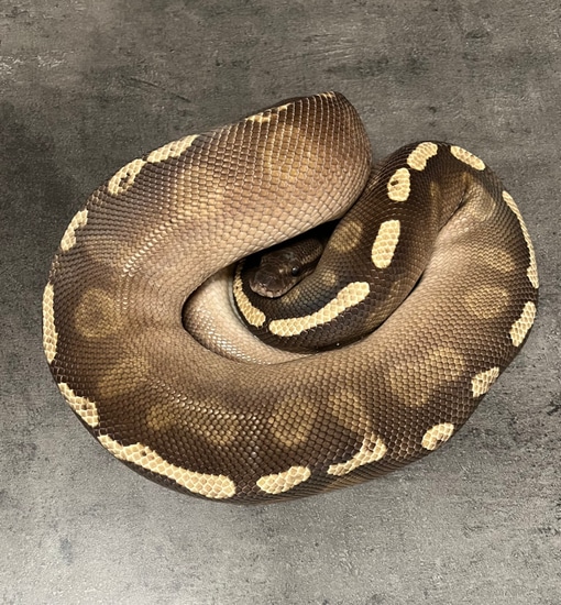 Proven GHI Mojave HRA Ball Python by Ellis Exotics