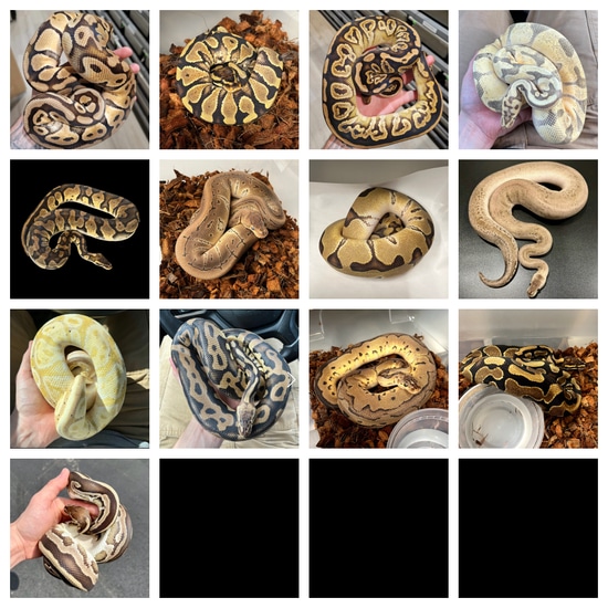 Small Collection - 13 Ball Pythons by Ellis Exotics