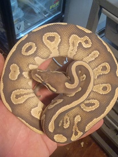 Lesser/butter Ball Python by Elm City Constrictors