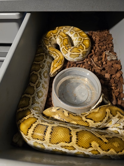 Hypo Het Gulf Coast Caramel Burmese Python by Elm City Constrictors