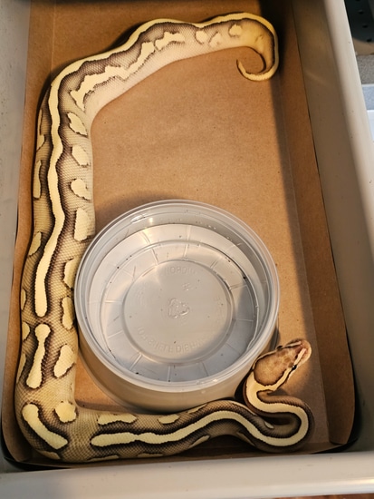 Blackhead Lesser Fire Yb Poss GHI Ball Python by Elm City Constrictors