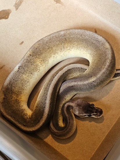 Pewter Hypo G Stripe Ball Python by Elm City Constrictors