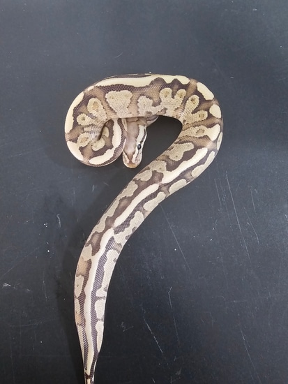 Firefly Blackhead Butter Poss Yellowbelly Ball Python by Elm City ...