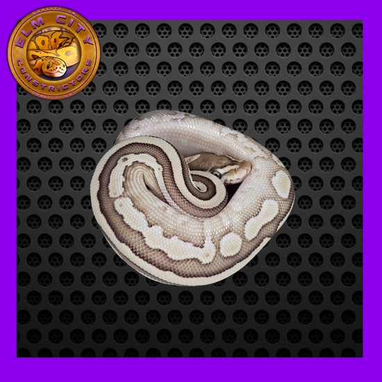 Lesser Fire Blackhead Poss Yellowbelly Ball Python by Elm City Constrictors