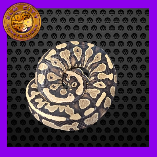 Black Head Yellowbelly Ball Python by Elm City Constrictors