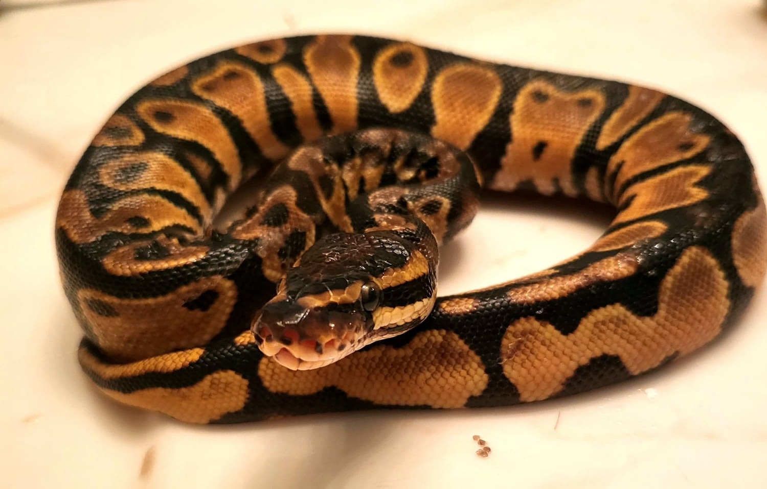 Orange Dream, Yellow Belly, Het Albino, Het Pied Ball Python by Ms ...