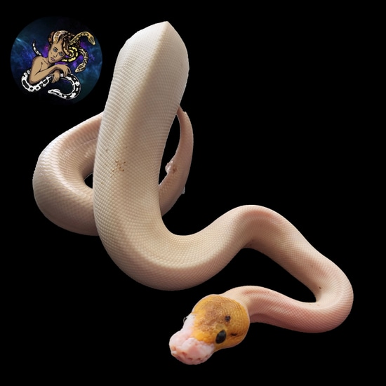 Spied Het Albino Female Ball Python by Ms. Understood Exotics